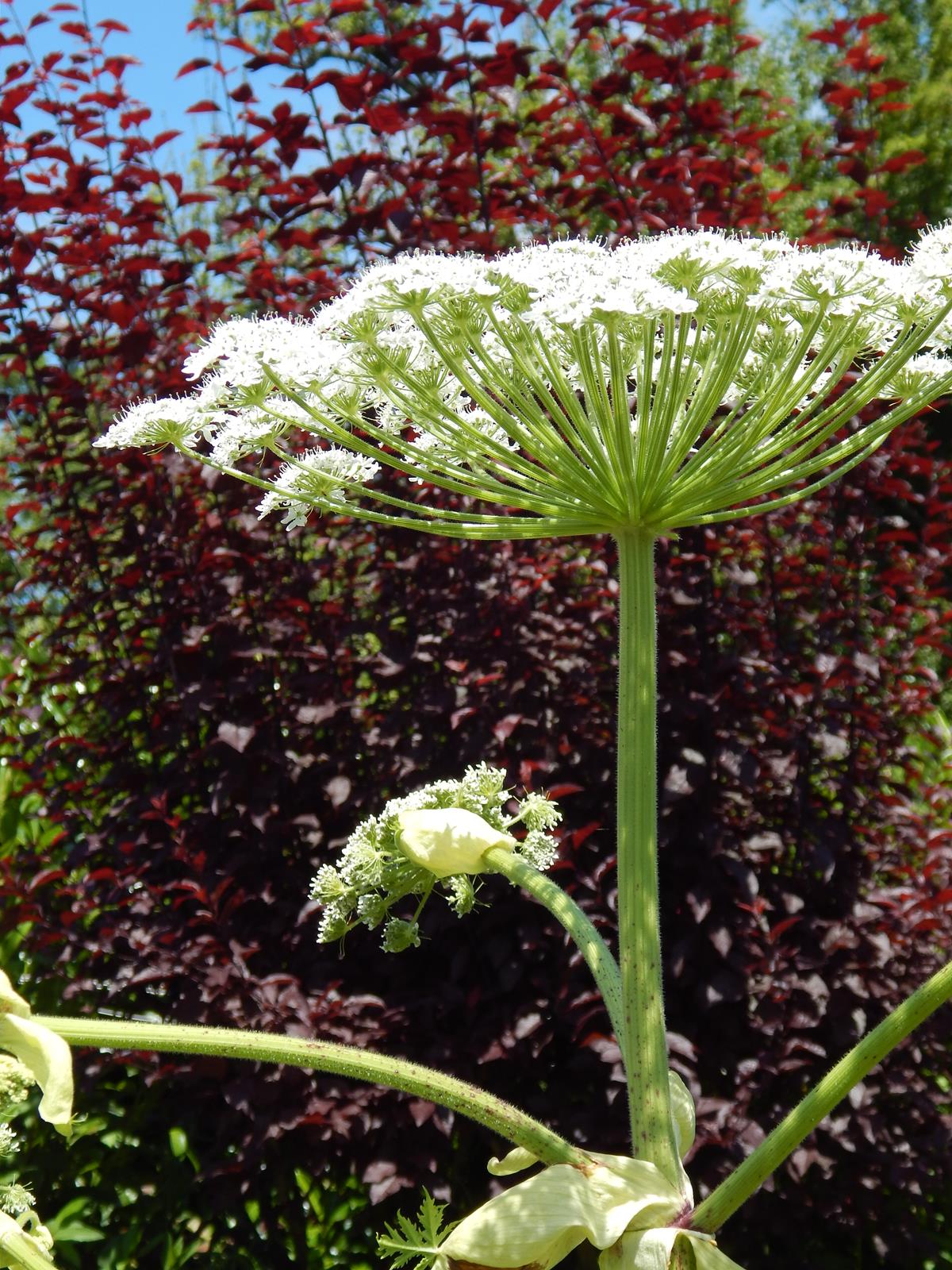 La grande berce du Caucase | La Chrochro, menus plaisirs d'Auffargis et ...