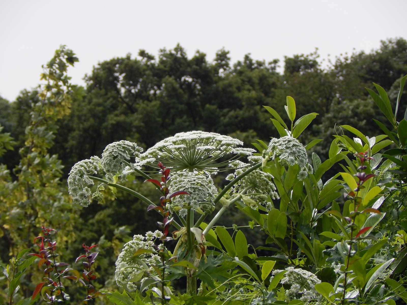 La grande berce du Caucase | La Chrochro, menus plaisirs d'Auffargis et ...