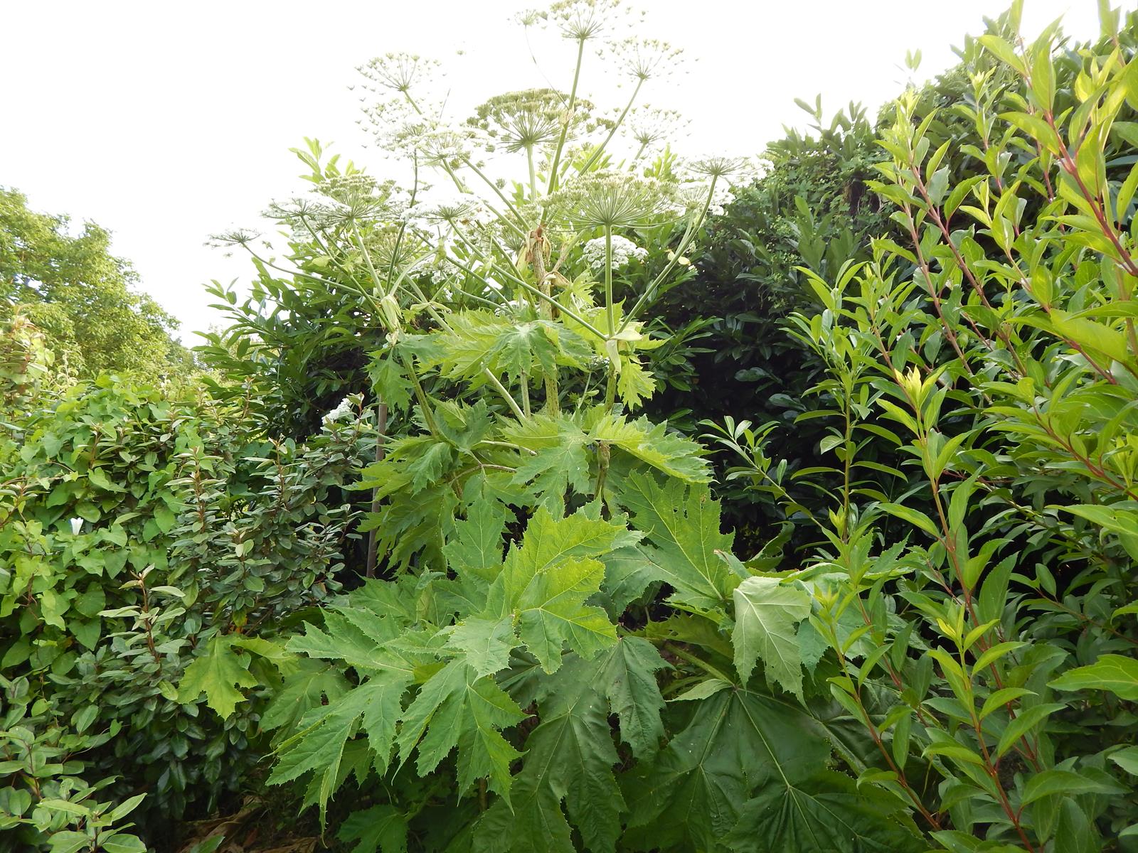 La grande berce du Caucase | La Chrochro, menus plaisirs d'Auffargis et ...